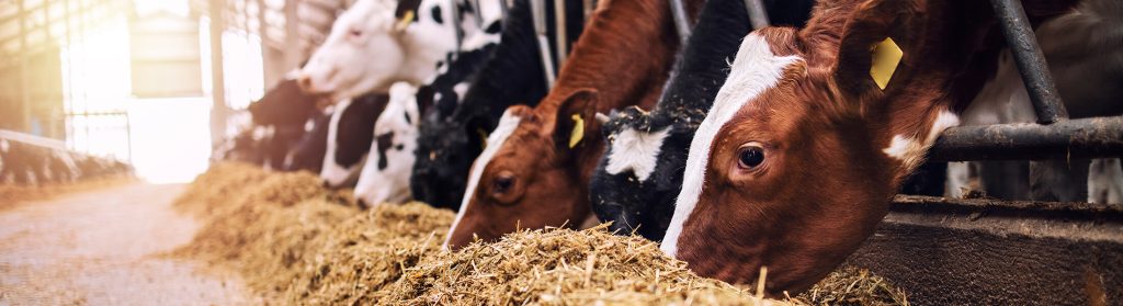 Animal Science - Mitchell Technical College